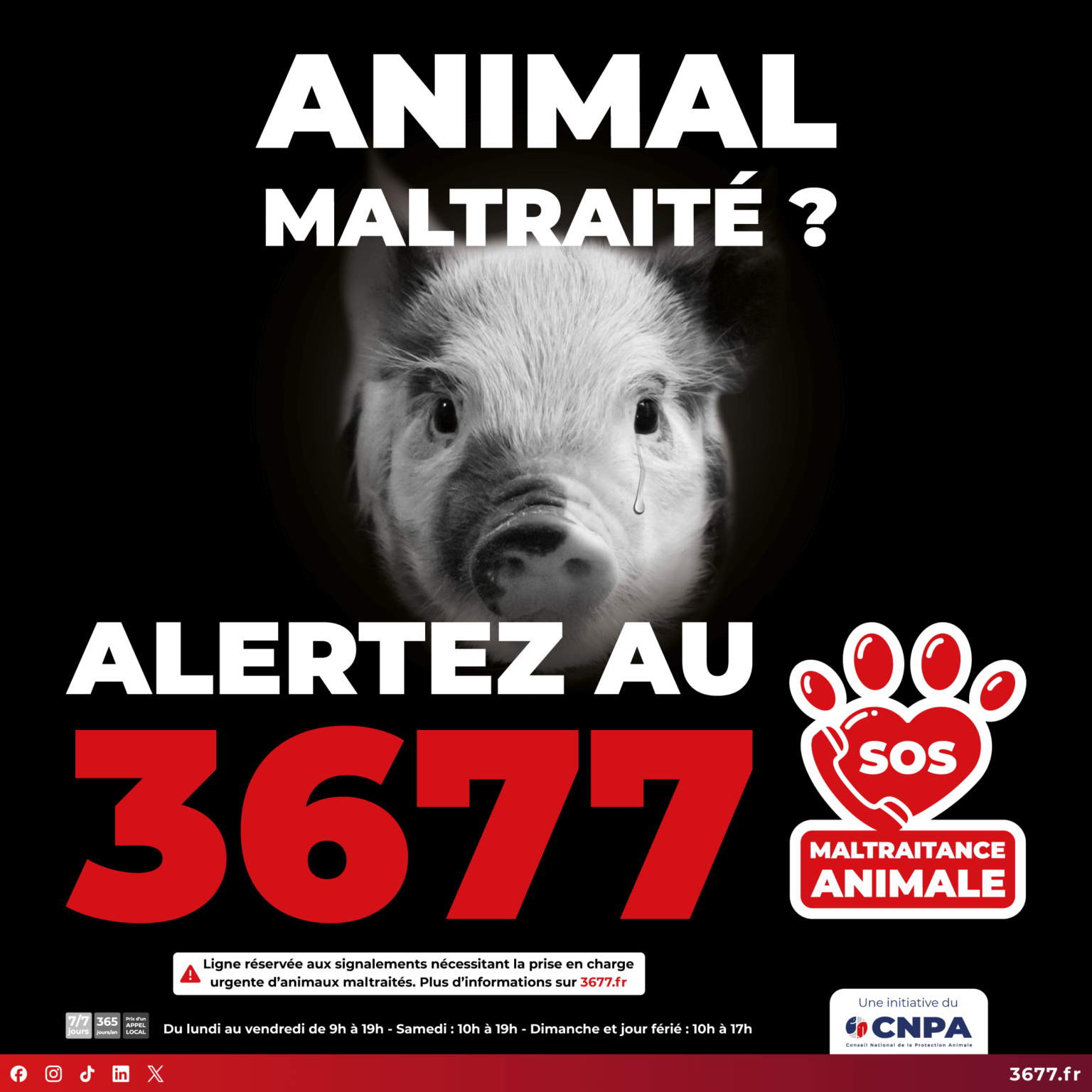 Kit communication • 3677 • SOS Maltraitance Animale